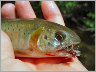 Tiny Trout – Jeff Currier