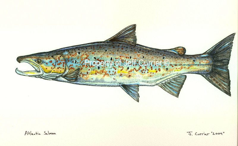 Trout, Salmon and Char – Jeff Currier