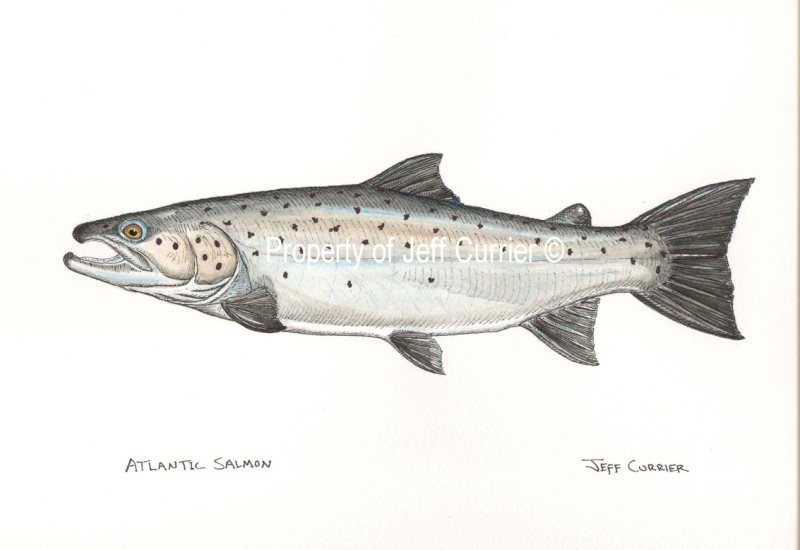 Trout, Salmon and Char – Jeff Currier