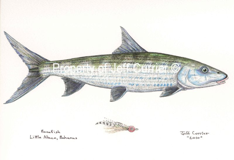 Saltwater Species – Jeff Currier