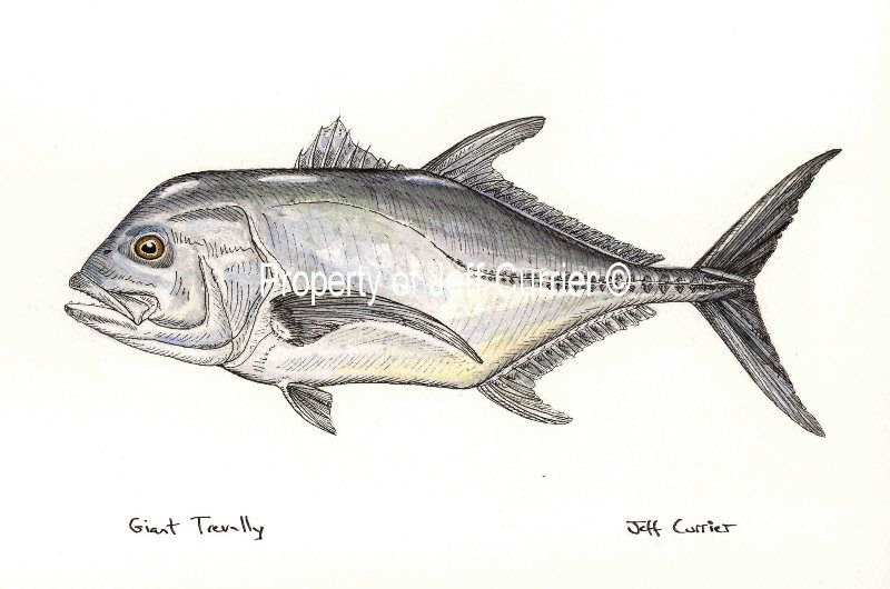 Saltwater Species – Jeff Currier