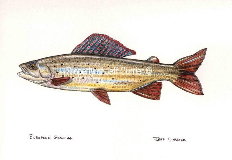 Trout, Salmon and Char – Jeff Currier