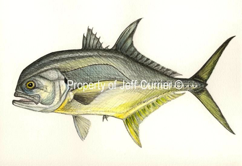 Saltwater Species – Jeff Currier