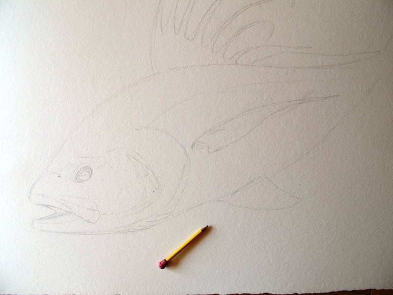 Saltwater Species – Jeff Currier