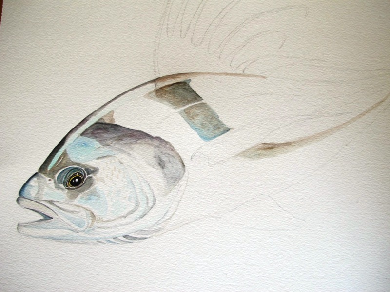 Saltwater Species – Jeff Currier