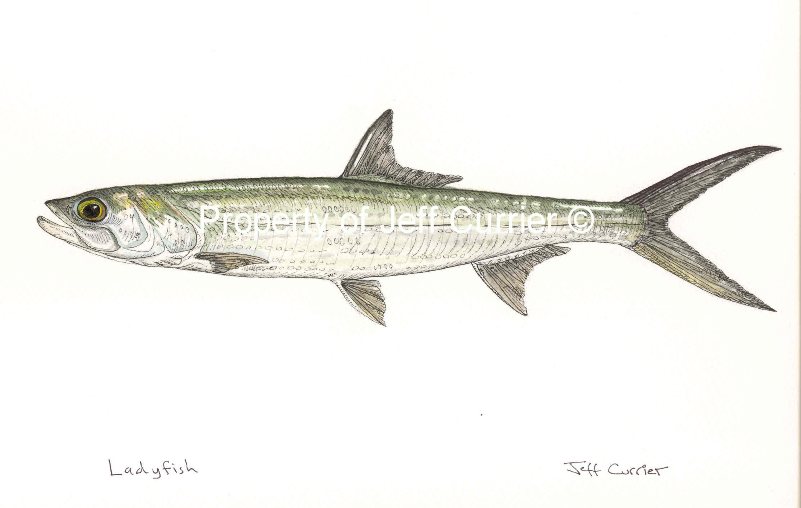 Saltwater Species – Jeff Currier