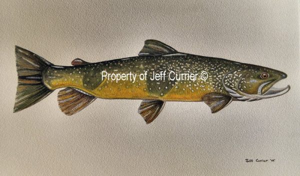 Trout, Salmon and Char – Jeff Currier