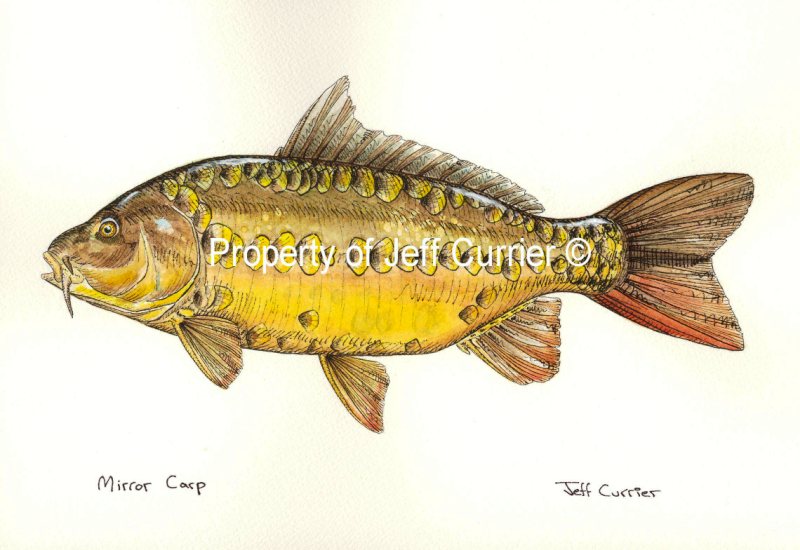Warmwater Species – Jeff Currier