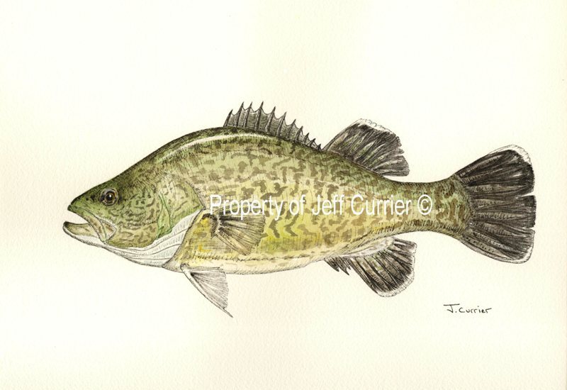 Exotic Species – Jeff Currier