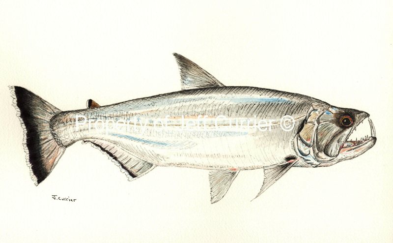 Exotic Species – Jeff Currier