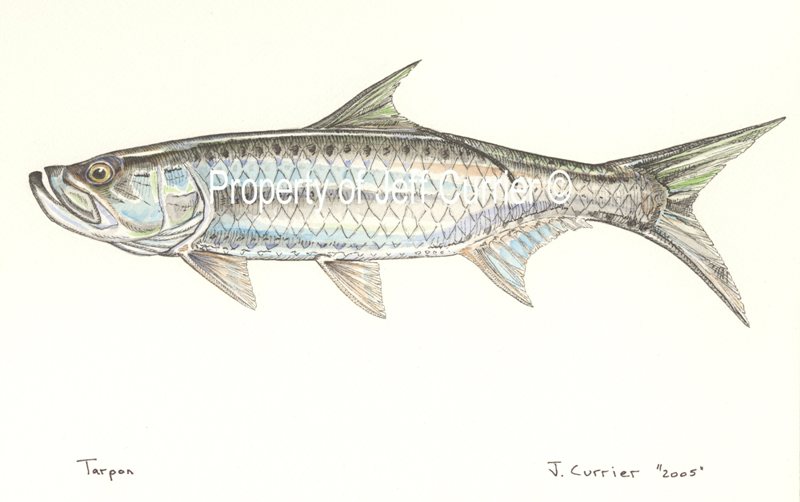 Saltwater Species – Jeff Currier