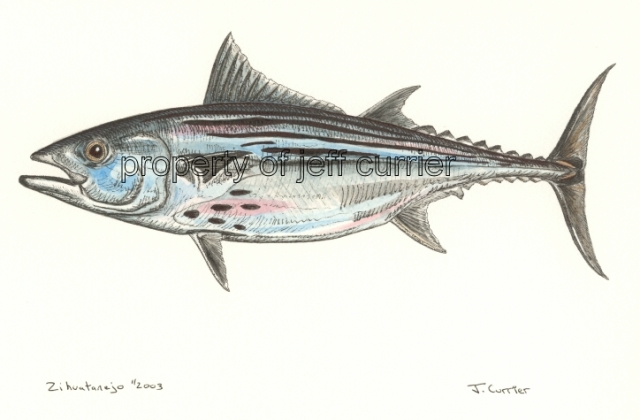 Saltwater Species – Jeff Currier