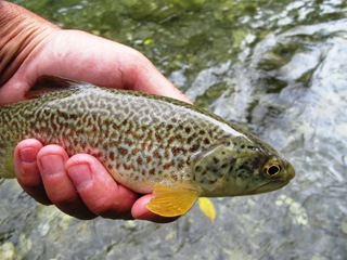 Fly Fishing the Reka Bacu of Slovenia – Jeff Currier