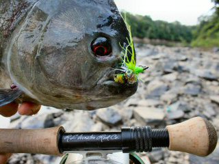 Memories from Fly Fishing in Guyana – Jeff Currier