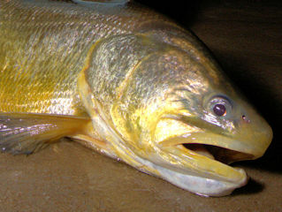 Memories from Fly Fishing Gabon 2016 – Jeff Currier