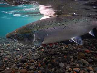 Atlantic Salmon Fishing on the Sela River – Jeff Currier