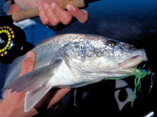 Clever California Corbina – Jeff Currier