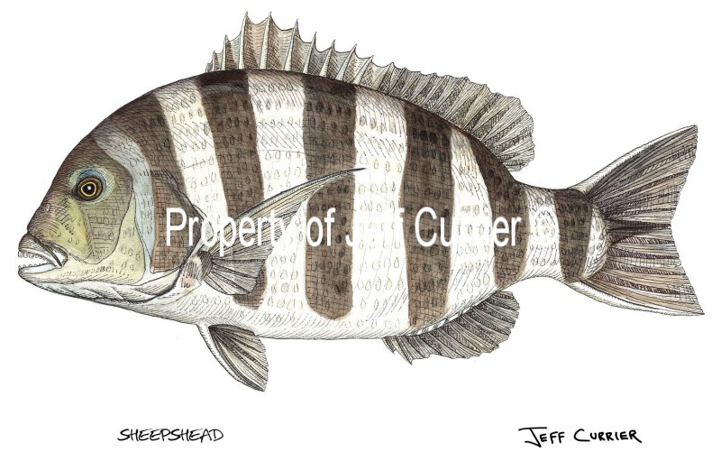 Saltwater Species – Jeff Currier