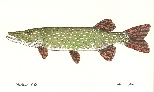 Northern Pike – Jeff Currier