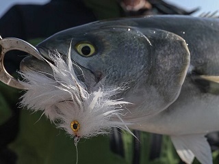 Fly Fishing the Cape Cod Rips – Jeff Currier